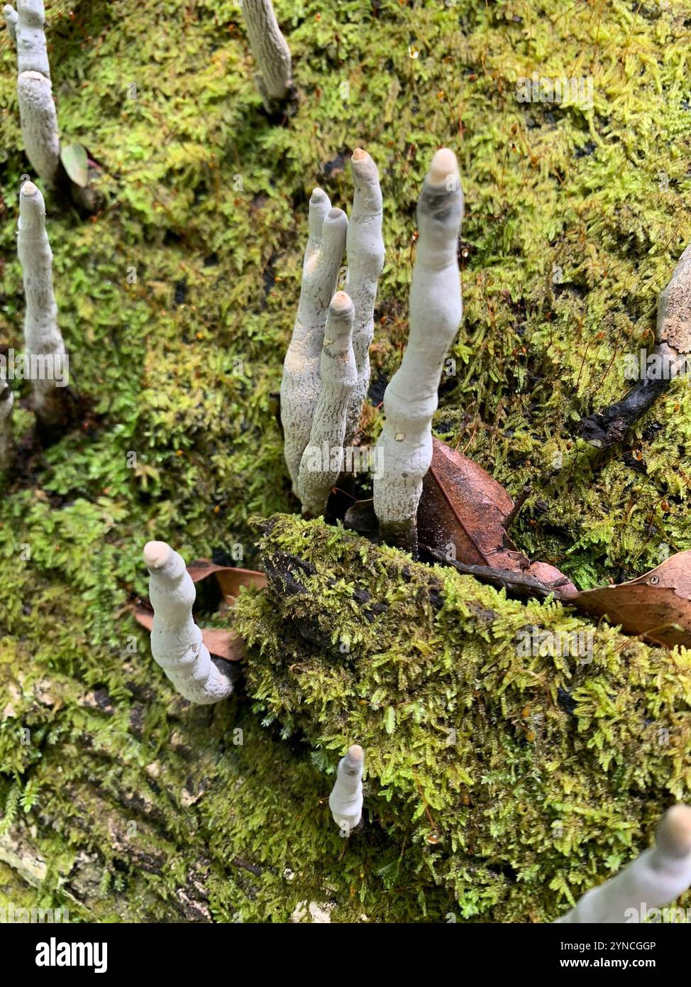 dead man's fingers (Xylaria polymorpha Stock Photo - Alamy