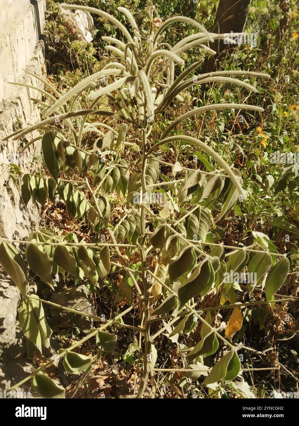 Senna hirsuta hi-res stock photography and images - Alamy
