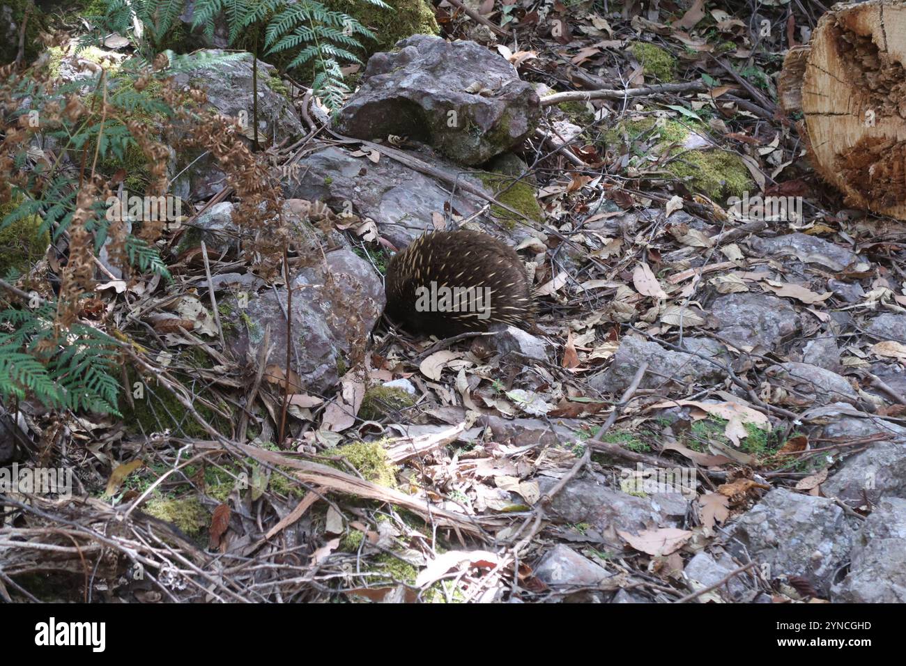 Tasmanian Echidna (Tachyglossus aculeatus setosus Stock Photo - Alamy