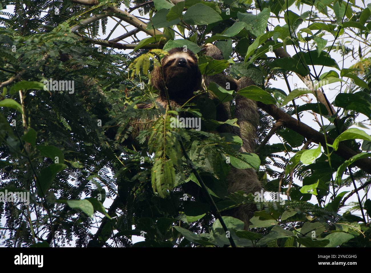 Brown-throated Three-toed Sloth (Bradypus variegatus Stock Photo - Alamy