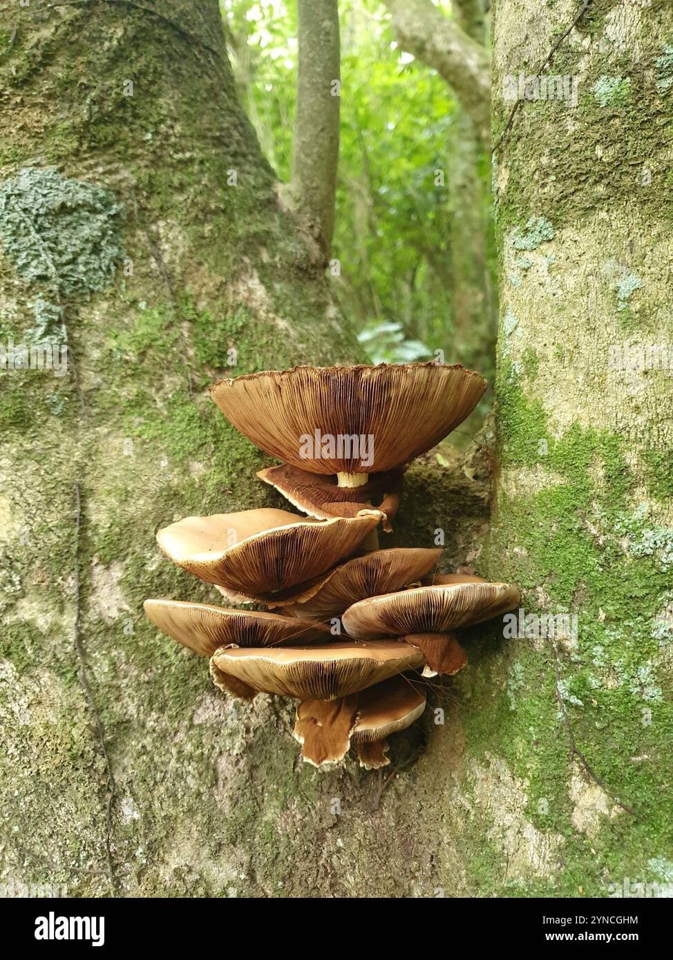 Cyclocybe parasitica hi-res stock photography and images - Alamy