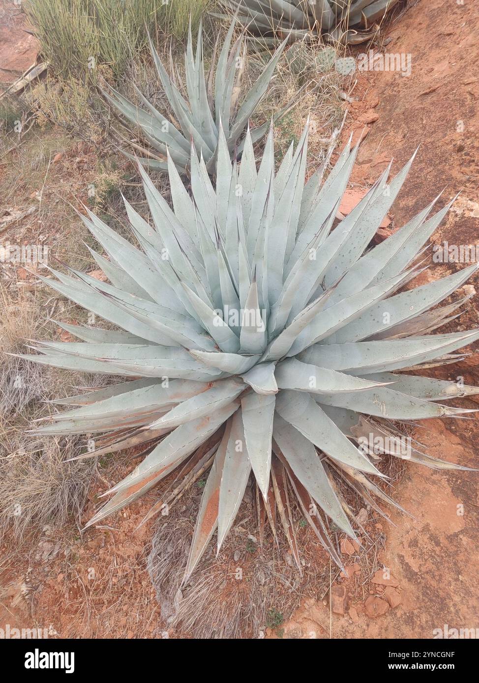 Parry's agave (Agave parryi Stock Photo - Alamy