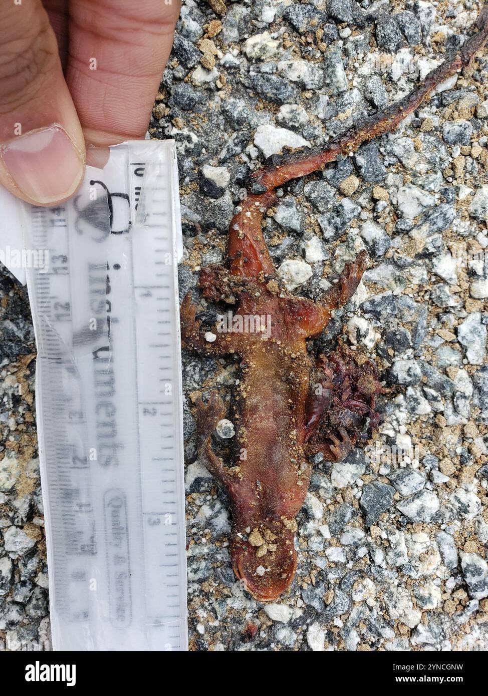 Pacific Newts (Taricha Stock Photo - Alamy