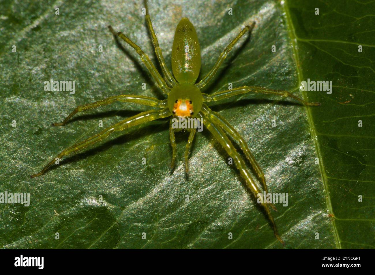 Translucent Green Jumping Spiders (Lyssomanes Stock Photo - Alamy