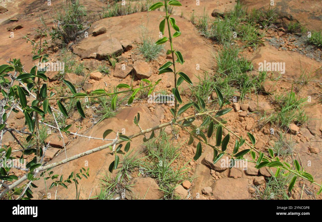 Spiny monkey orange (Strychnos spinosa Stock Photo - Alamy