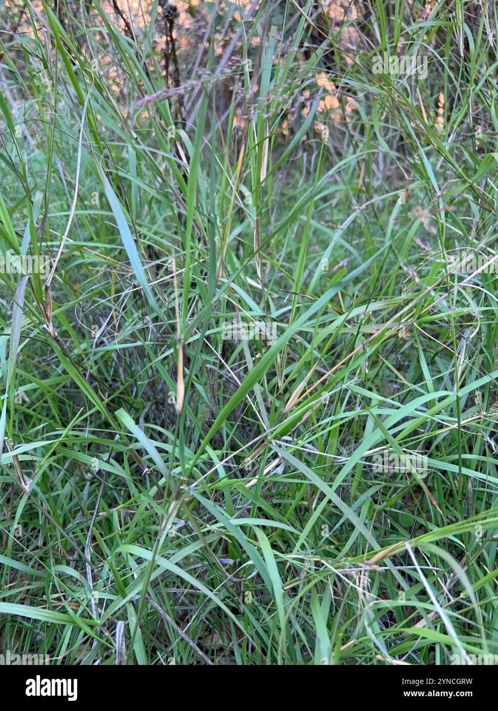 Smilo Grass (Oloptum miliaceum Stock Photo - Alamy