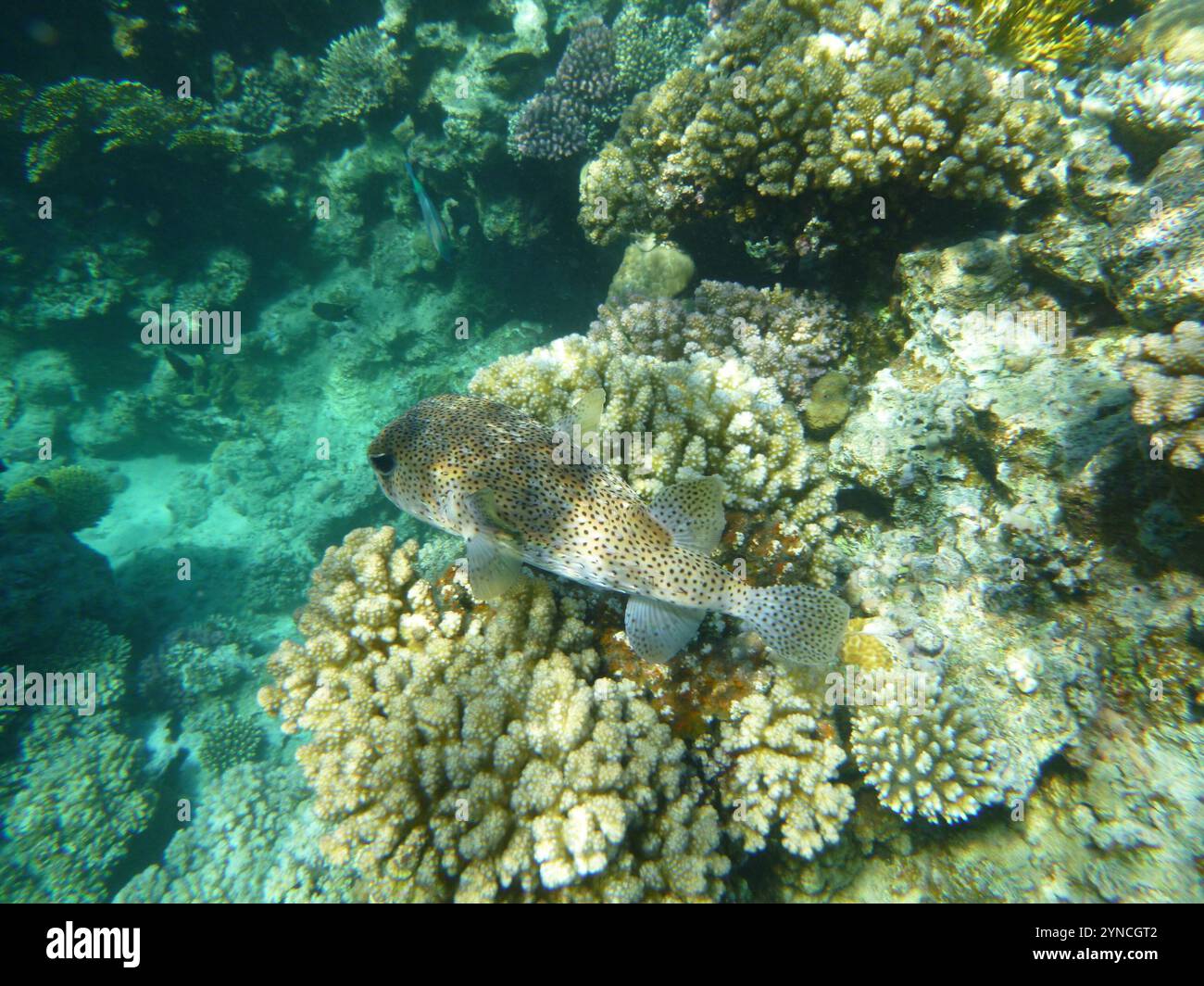 Spotted Porcupinefish (Diodon hystrix Stock Photo - Alamy