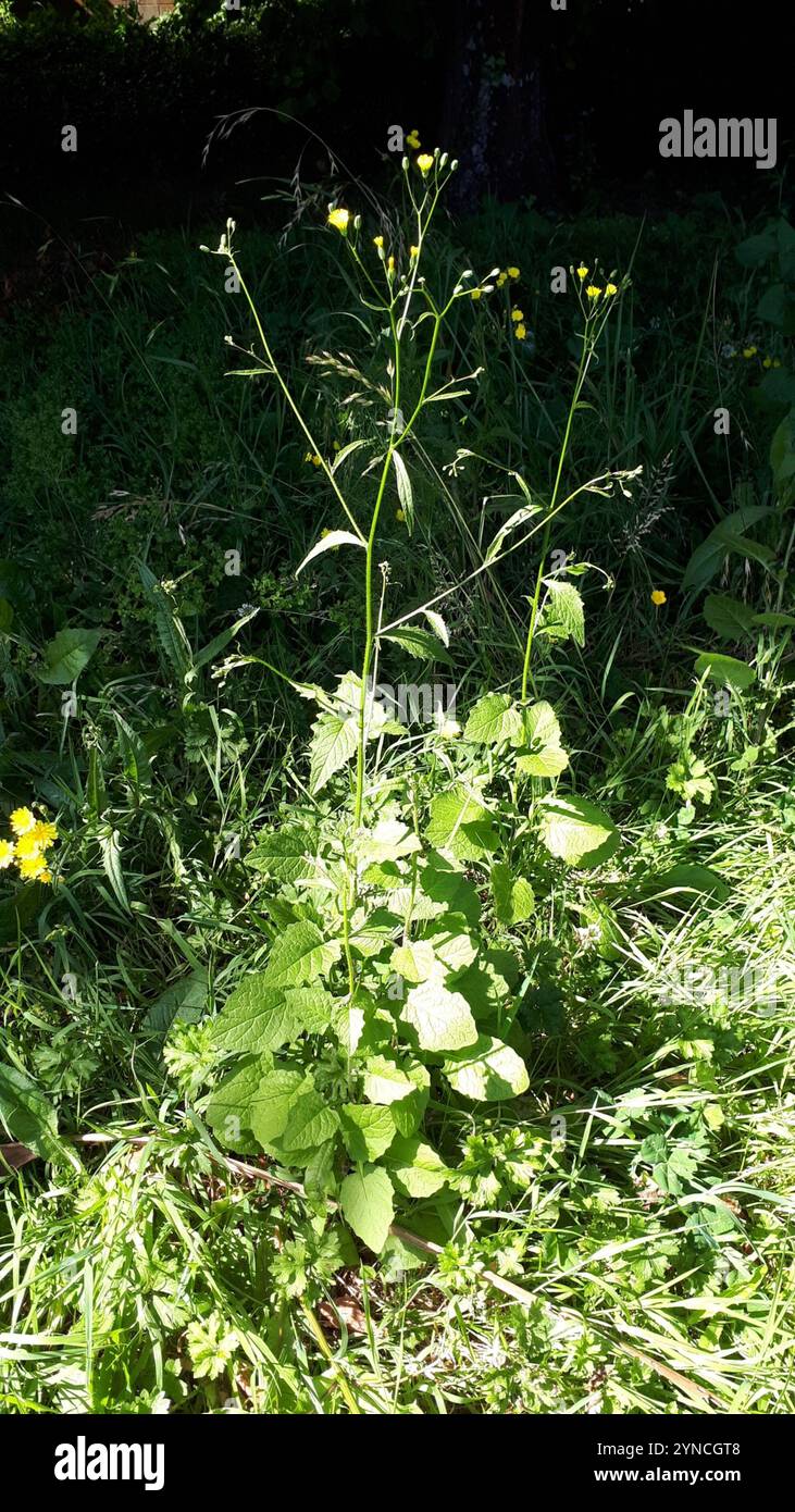nipplewort (Lapsana communis Stock Photo - Alamy