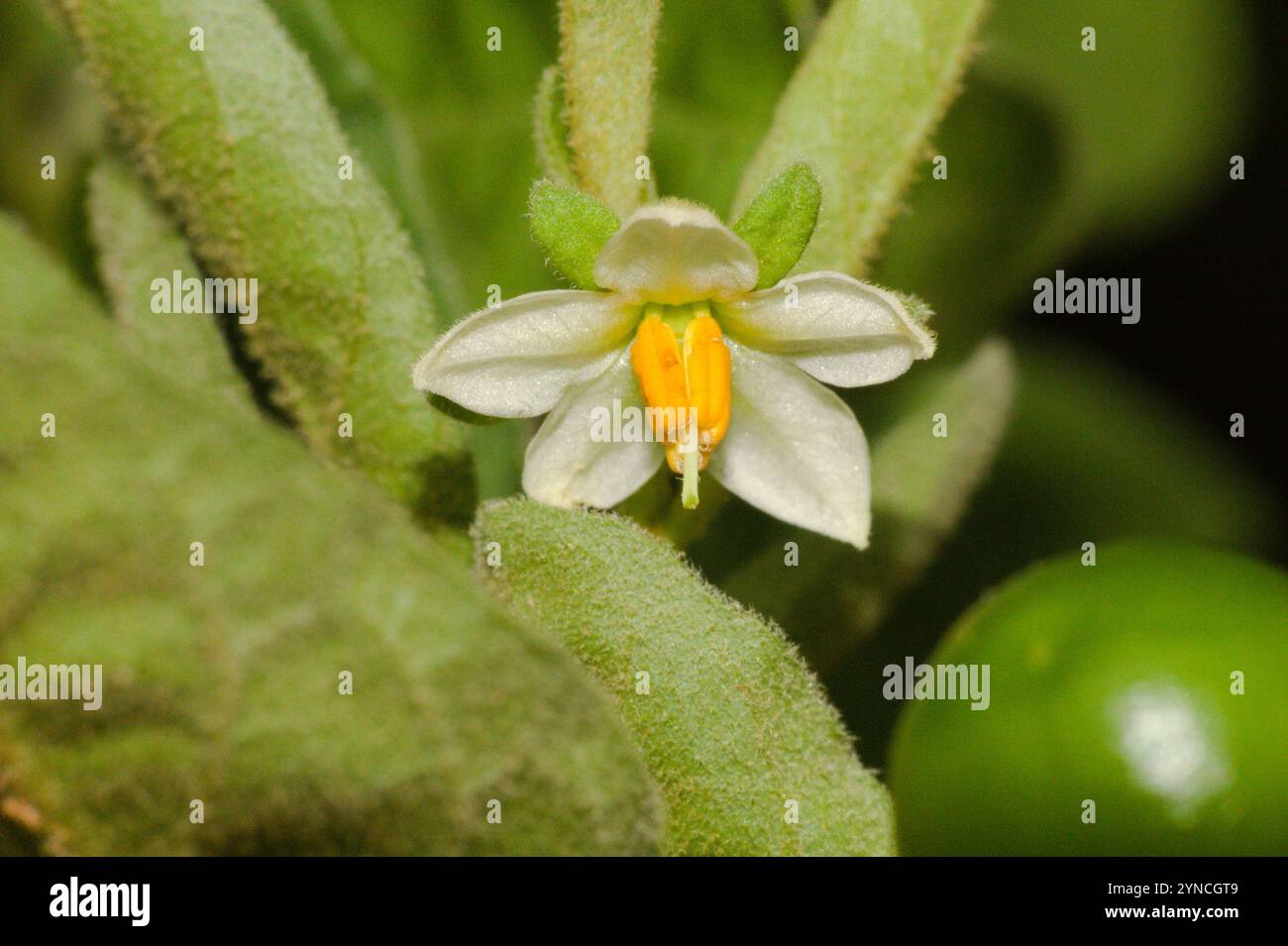 Jerusalem cherry (Solanum pseudocapsicum Stock Photo - Alamy