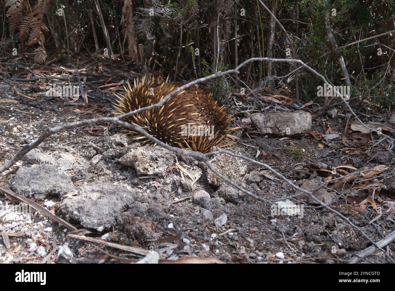 Tasmanian Echidna (Tachyglossus aculeatus setosus Stock Photo - Alamy