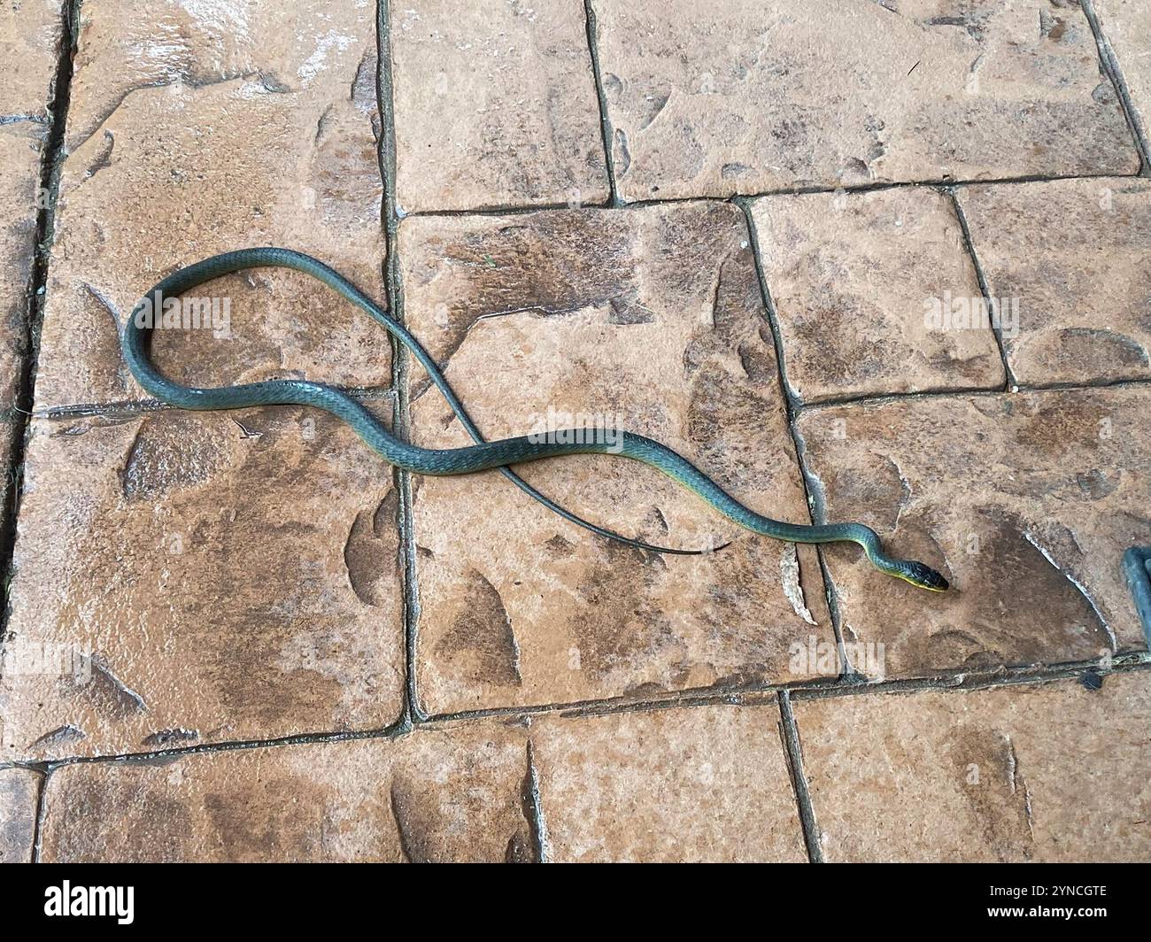 Common Tree Snake (Dendrelaphis punctulatus Stock Photo - Alamy