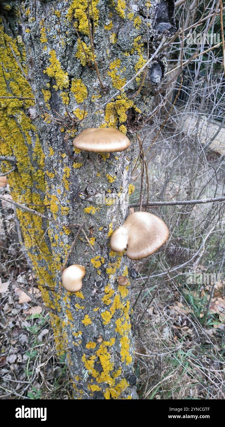 aspen oyster mushroom (Pleurotus populinus Stock Photo - Alamy
