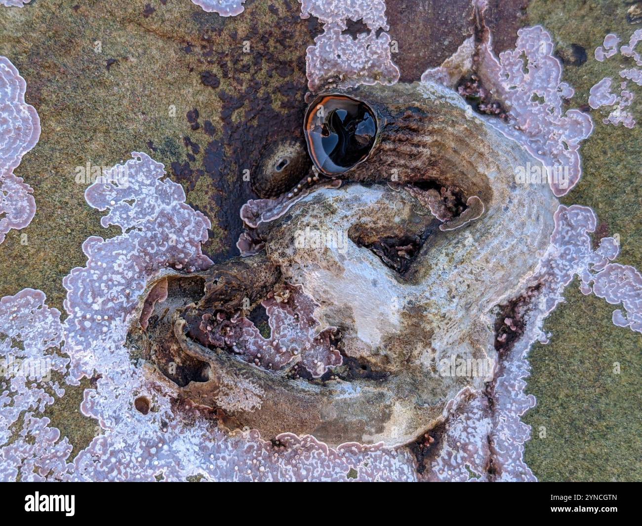 Thylacodes hi-res stock photography and images - Alamy
