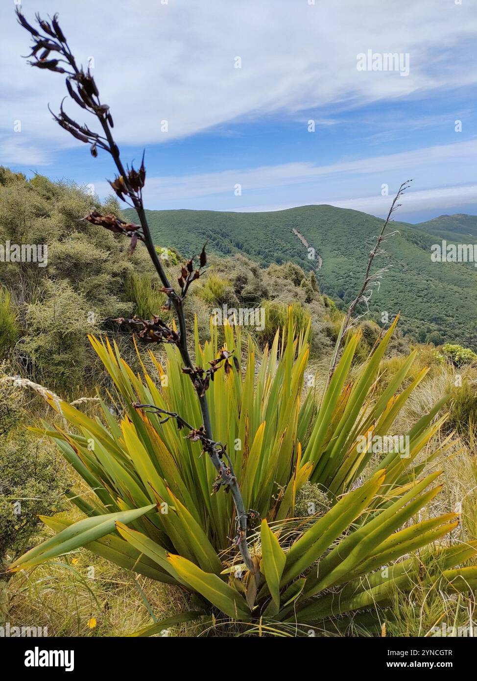 Mountain flax (Phormium cookianum Stock Photo - Alamy