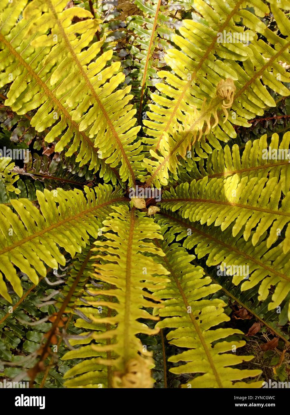 Lomaria discolor hi-res stock photography and images - Alamy