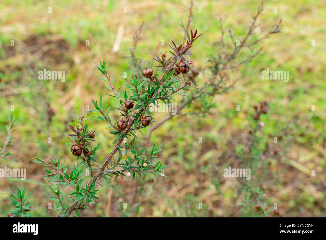 Leptospermum scoparium, commonly called manuka is a species of ...
