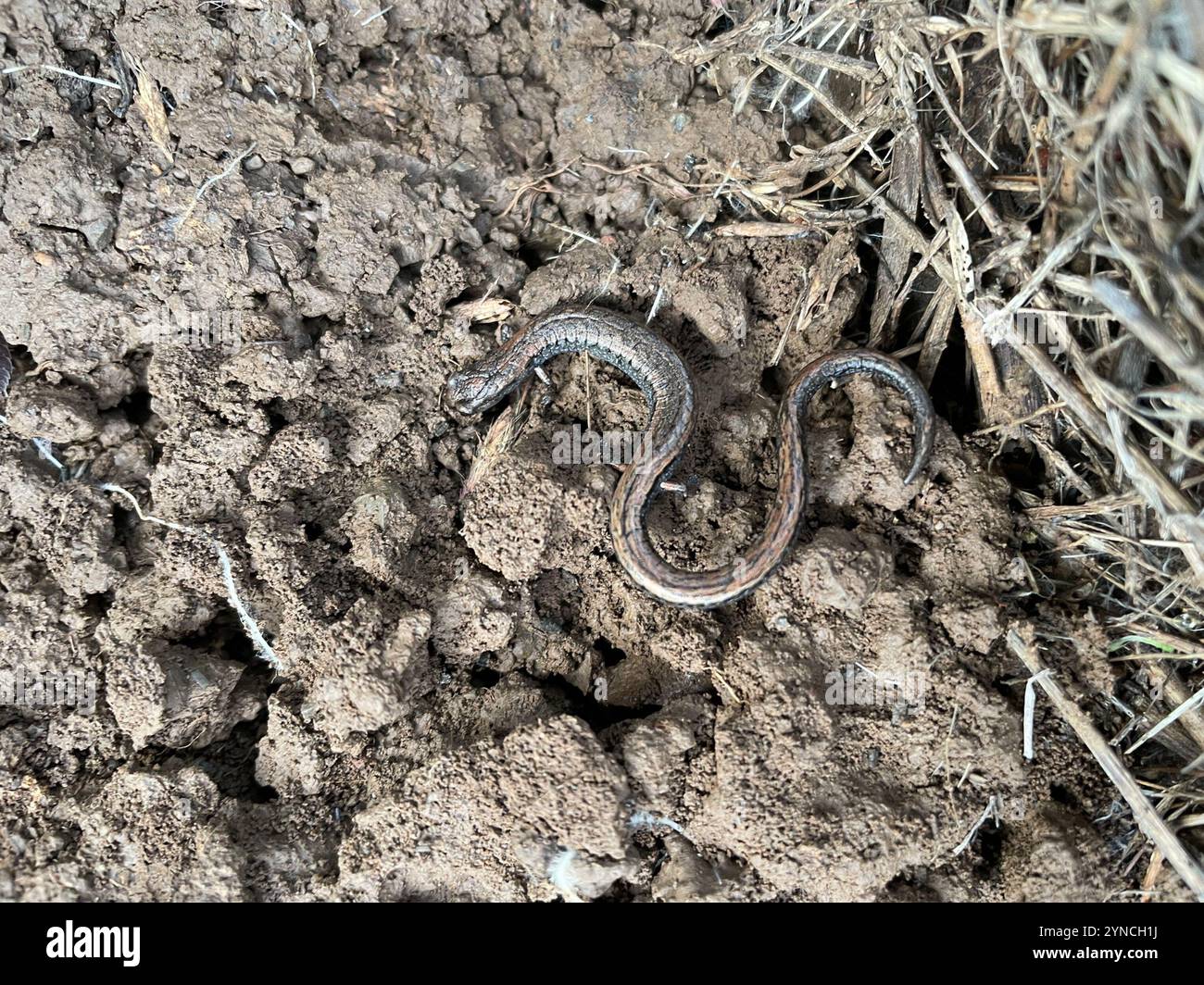 California Slender Salamander (Batrachoseps attenuatus Stock Photo - Alamy