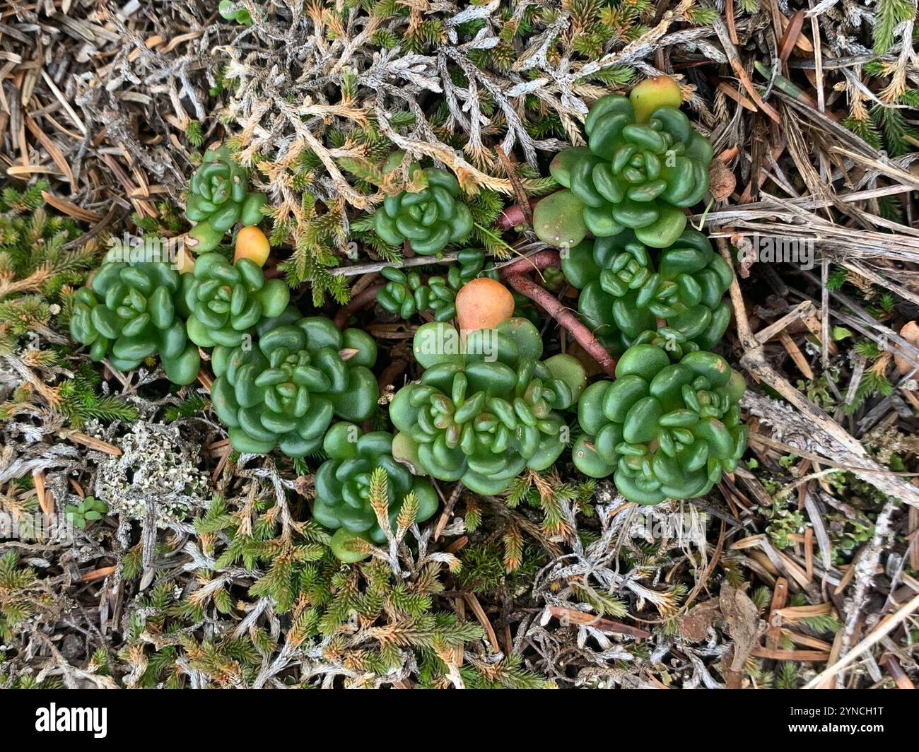 Oregon Stonecrop (Sedum oreganum Stock Photo - Alamy