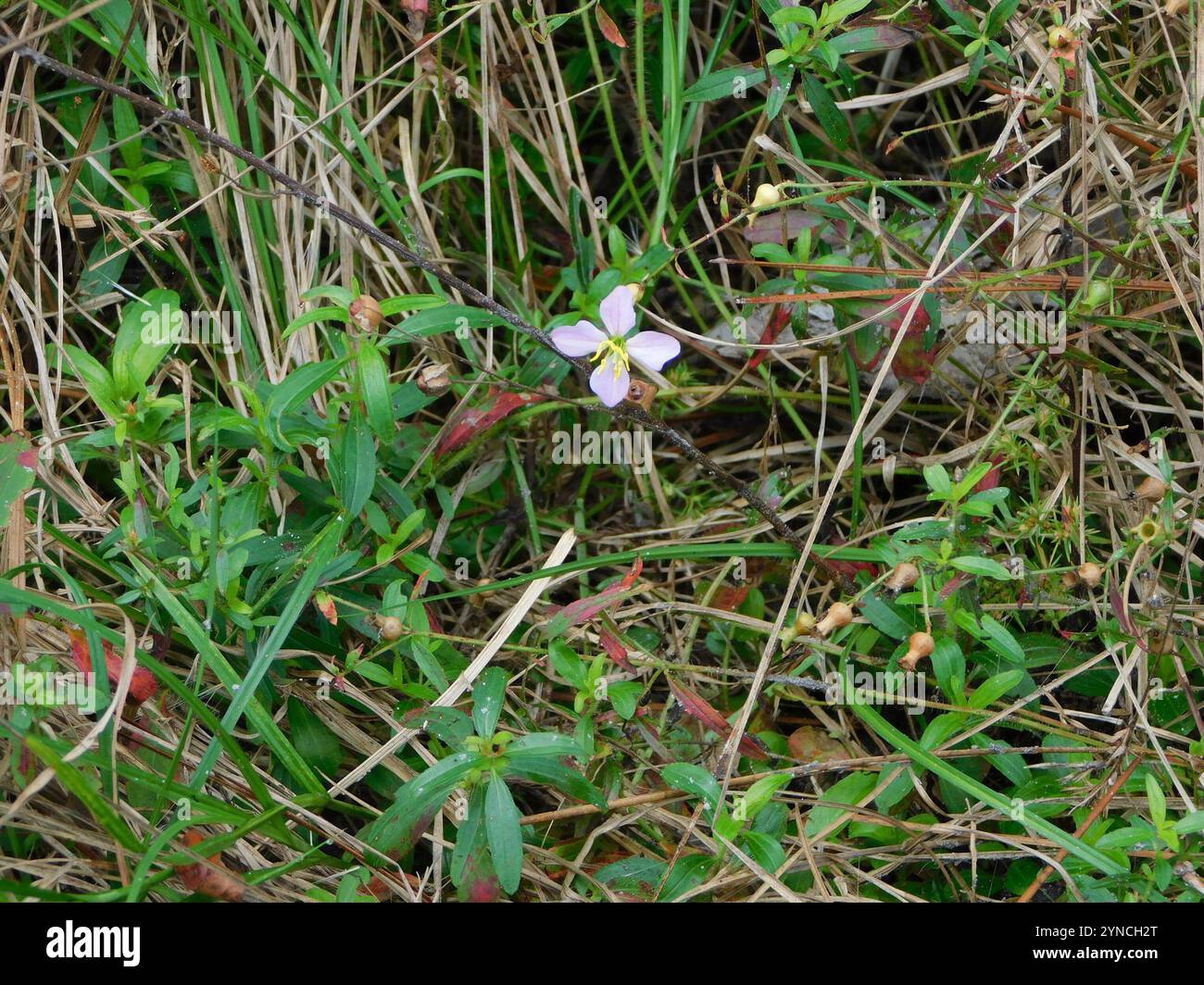 Maryland meadowbeauty (Rhexia mariana Stock Photo - Alamy