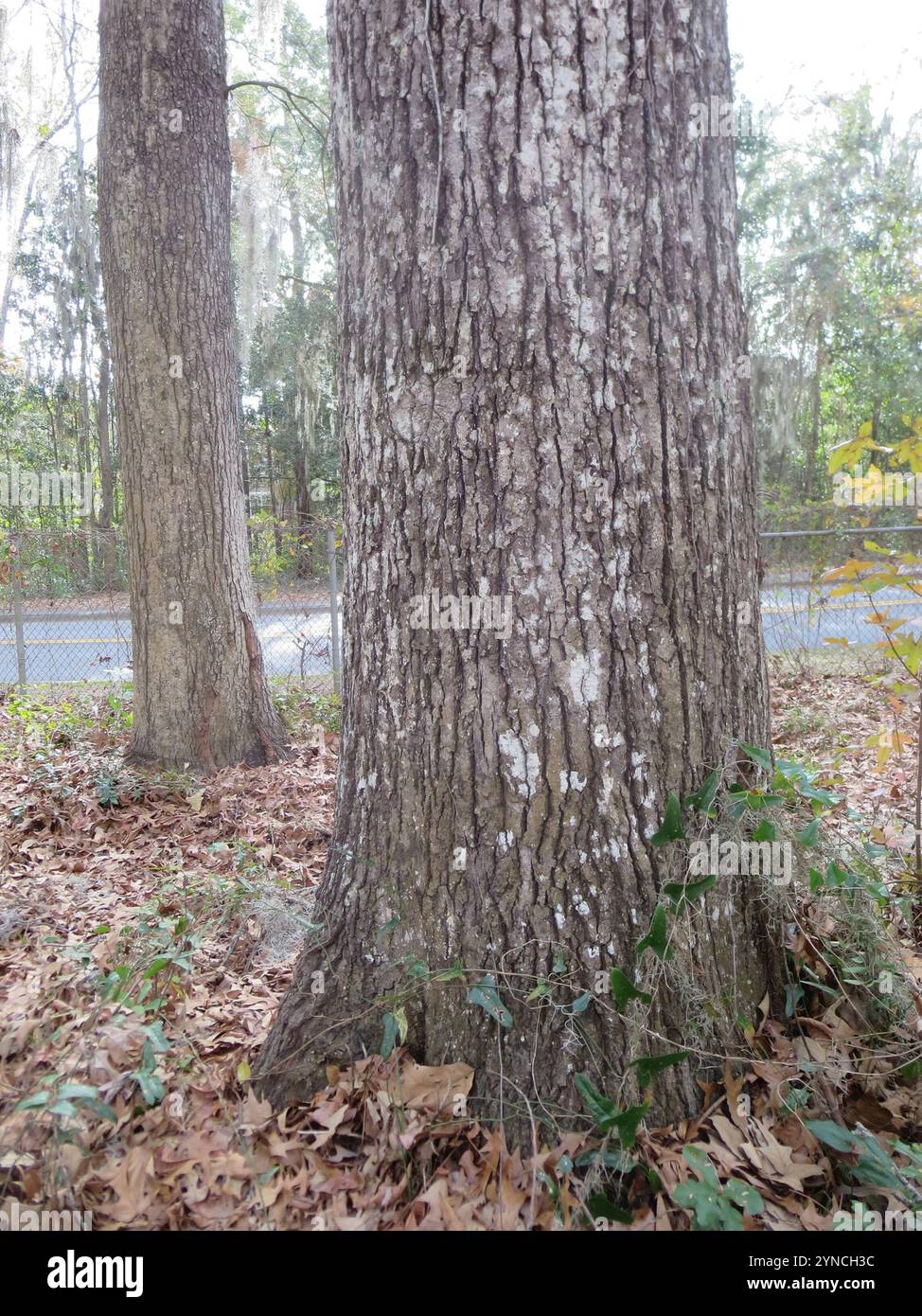 southern red oak (Quercus falcata Stock Photo - Alamy