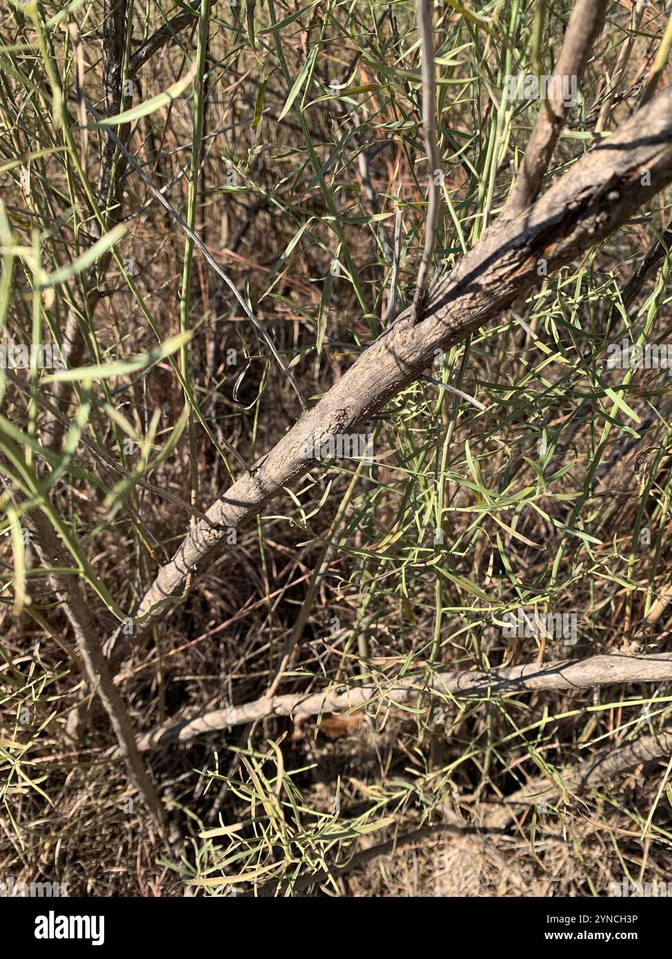 Poverty Weed (Baccharis neglecta Stock Photo - Alamy