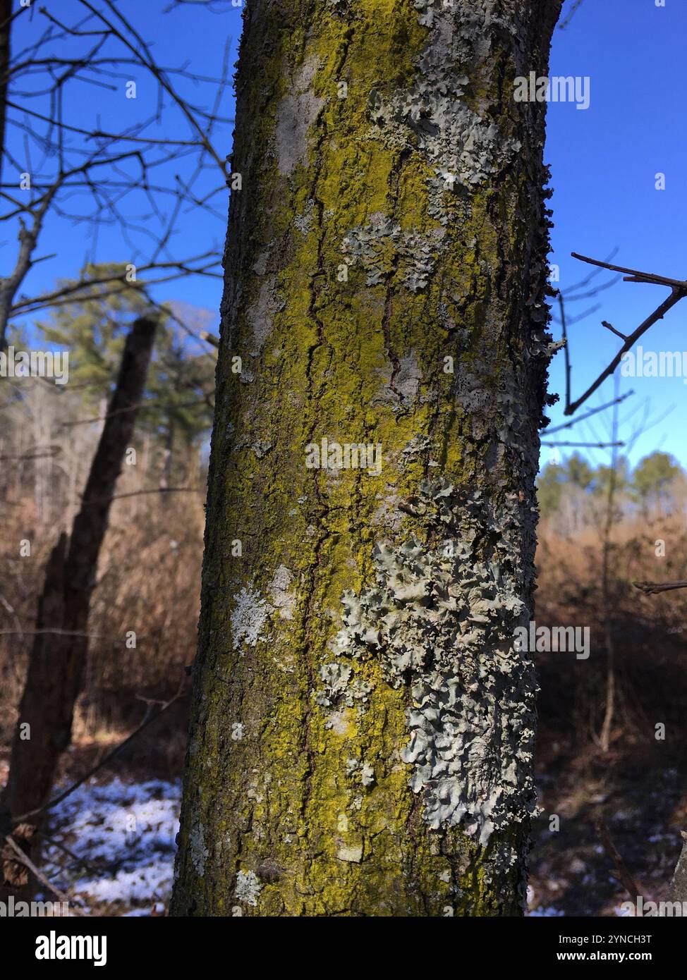 gold dust lichen (Chrysothrix candelaris Stock Photo - Alamy