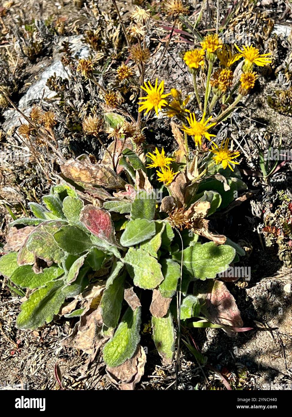 Telegraphweed (Heterotheca grandiflora Stock Photo - Alamy
