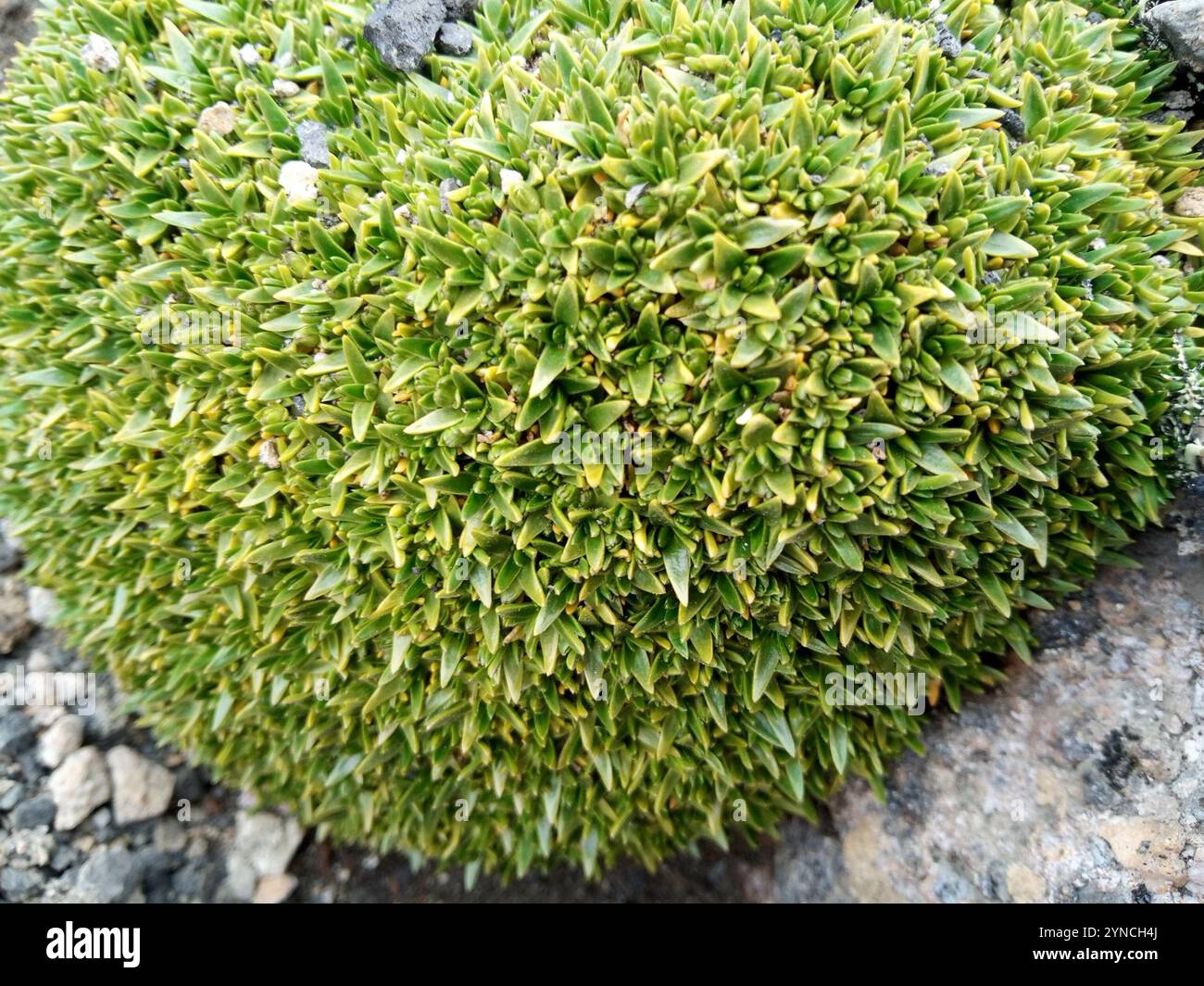 Antarctic Pearlwort (Colobanthus quitensis Stock Photo - Alamy