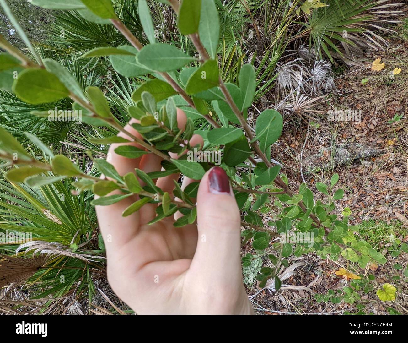 coastal plain staggerbush (Lyonia fruticosa Stock Photo - Alamy