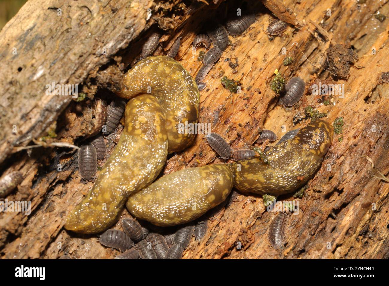 Green Cellar Slug (Limacus maculatus Stock Photo - Alamy