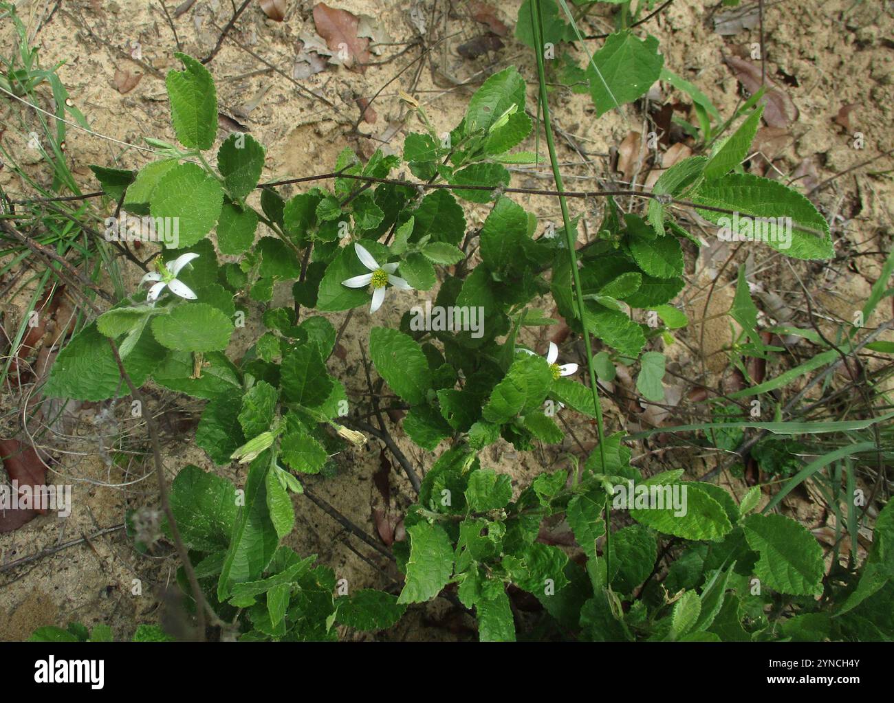 Star Raisin (Grewia avellana Stock Photo - Alamy