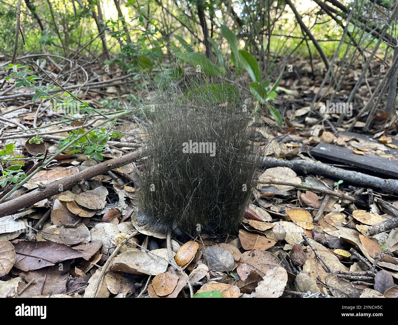 Phycomyces hi-res stock photography and images - Alamy