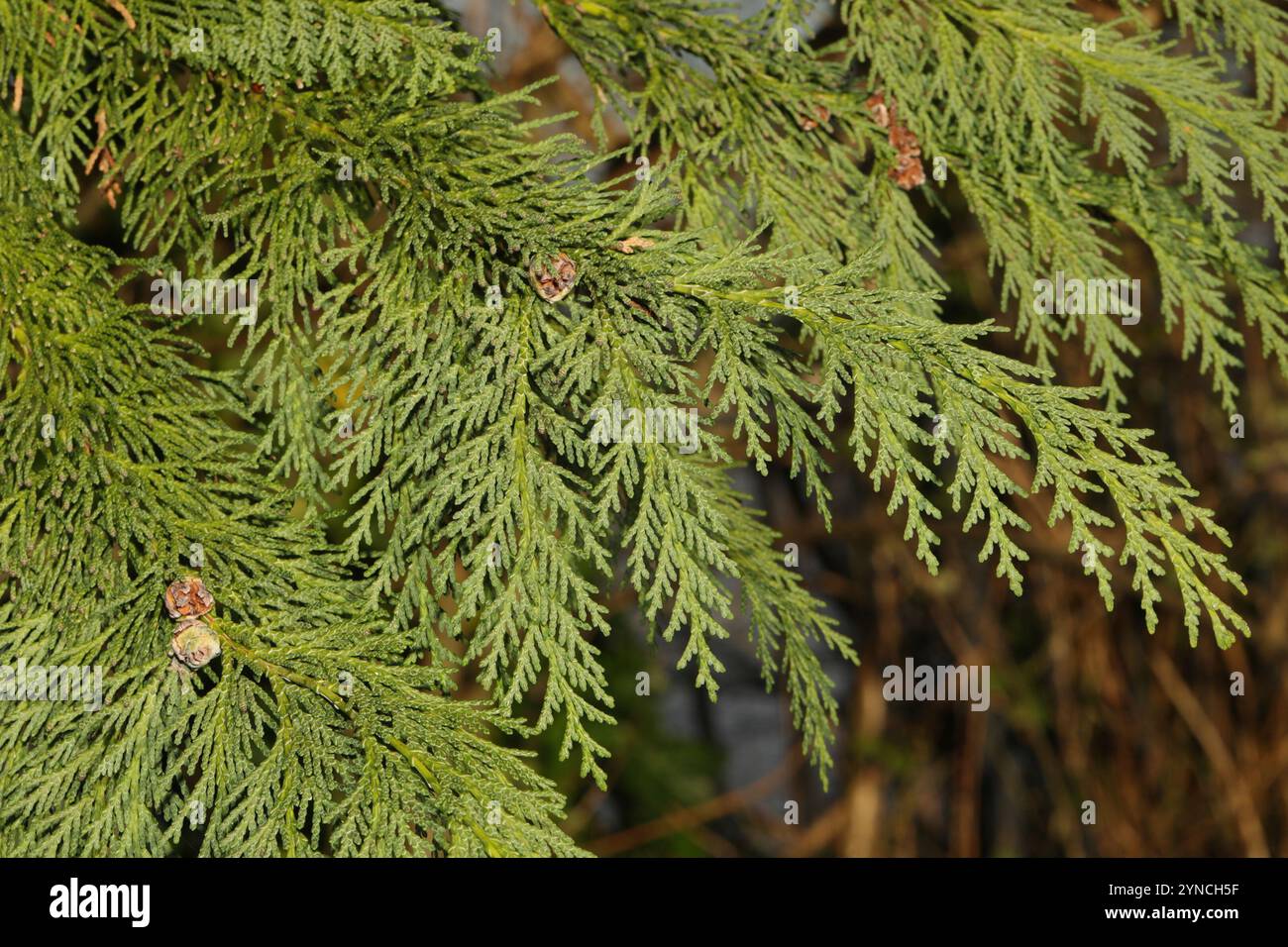 Leyland cypress (× Hesperotropsis leylandii Stock Photo - Alamy
