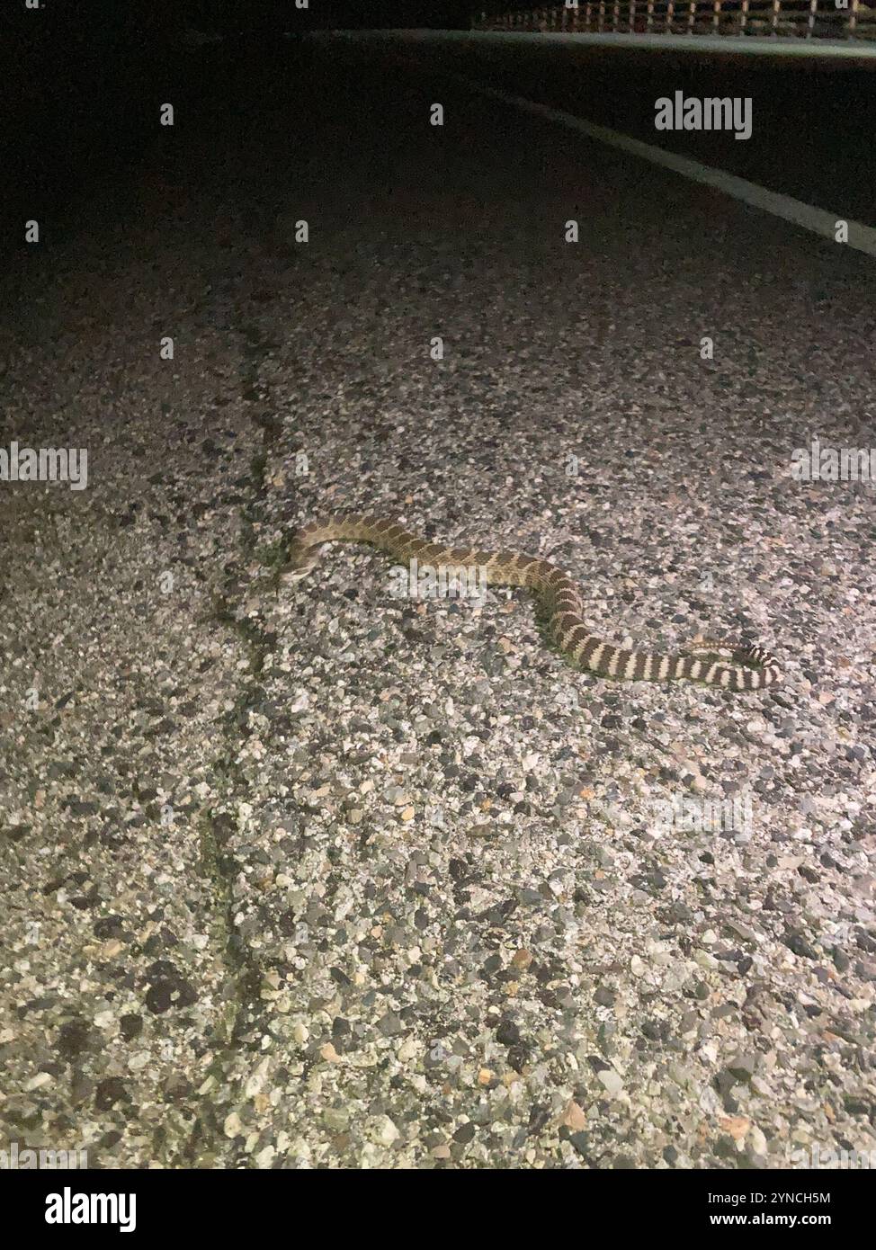 Northern Pacific Rattlesnake (Crotalus oreganus oreganus Stock Photo ...