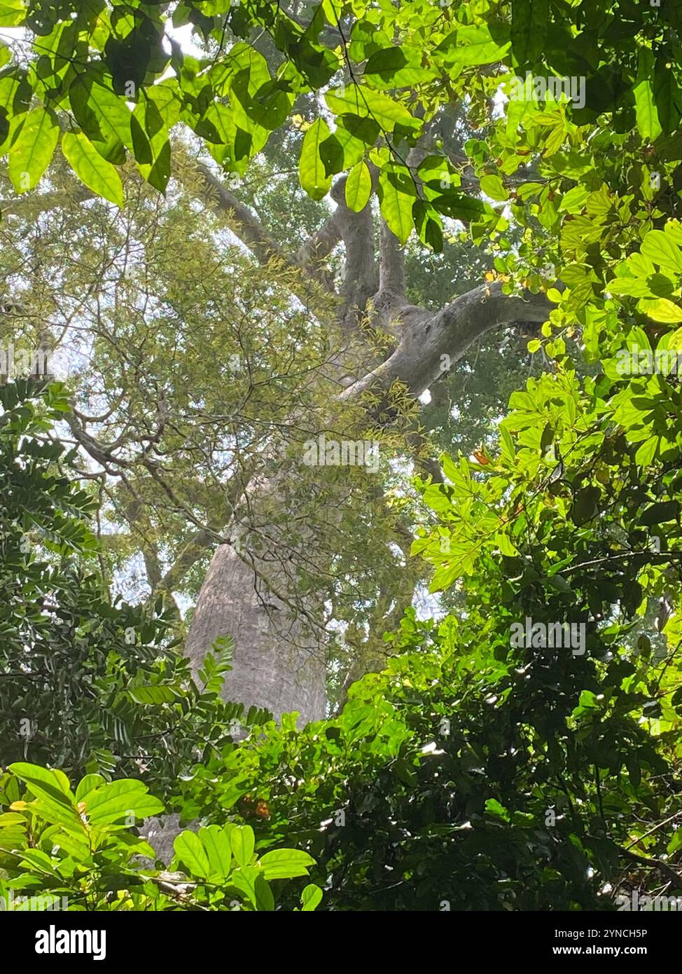 Kapok Tree (Ceiba pentandra Stock Photo - Alamy