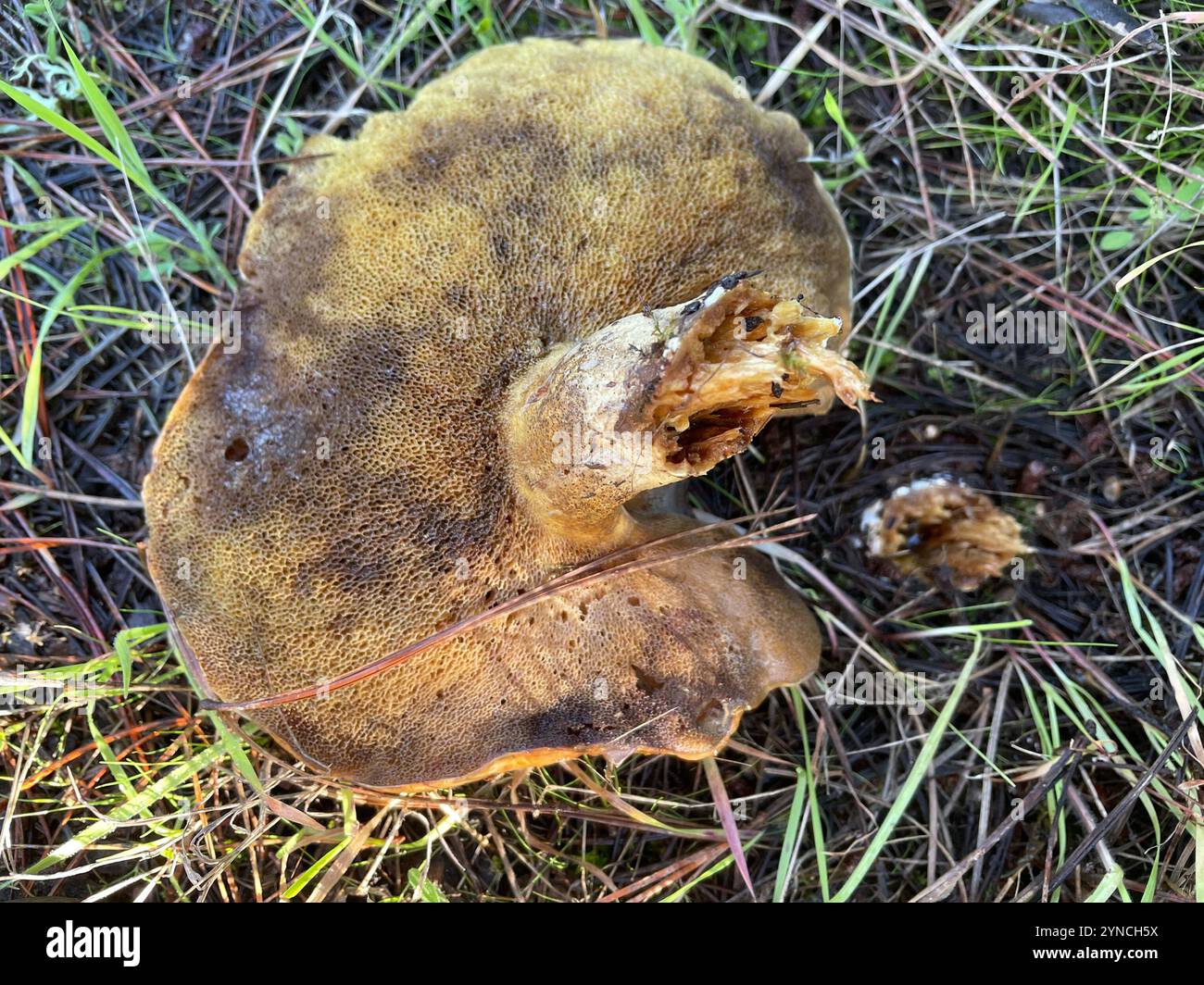Slippery Jacks (Suillus Stock Photo - Alamy