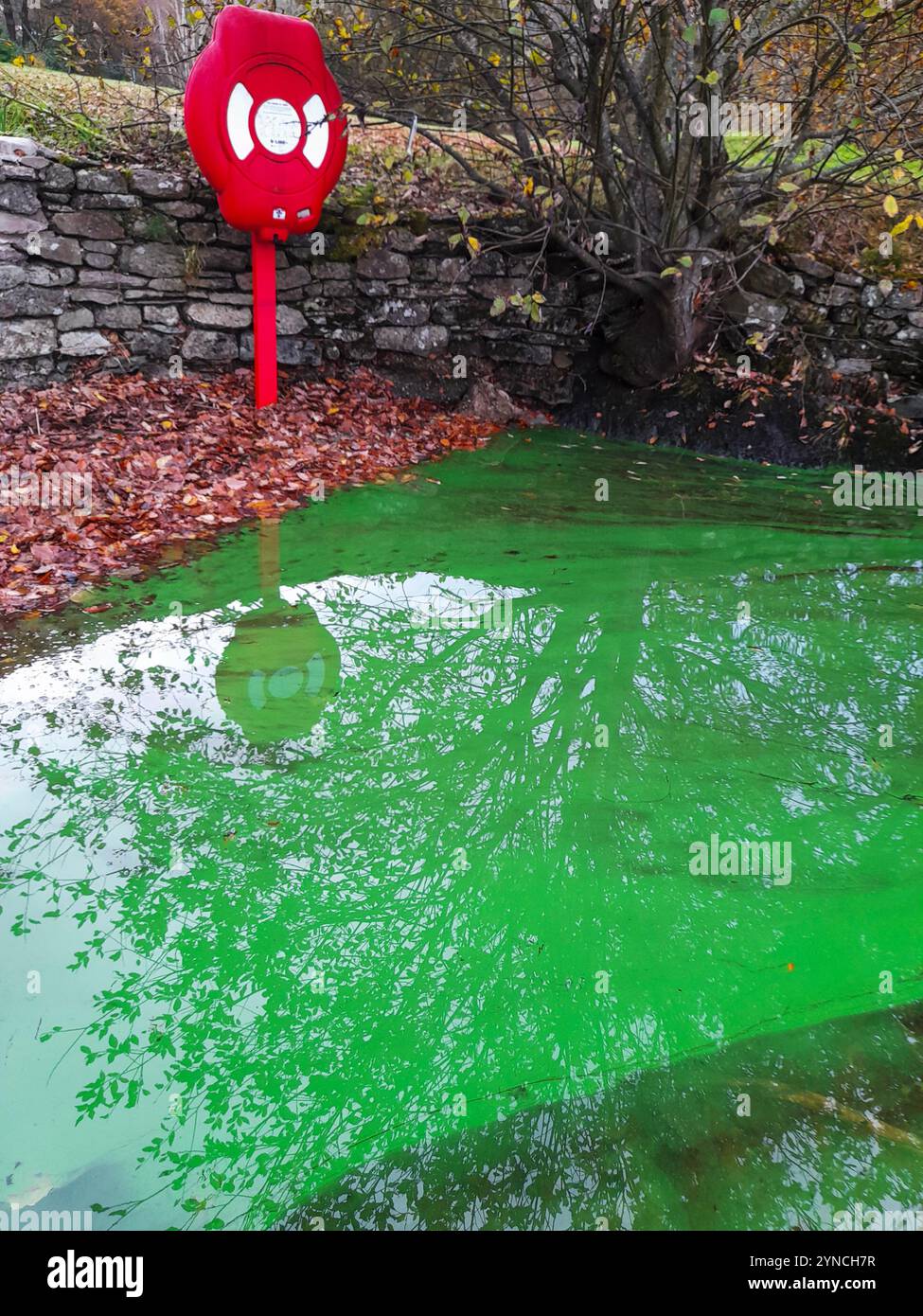 Blue Green Algae in Lake Windermere caused by masses of illegal sewage ...