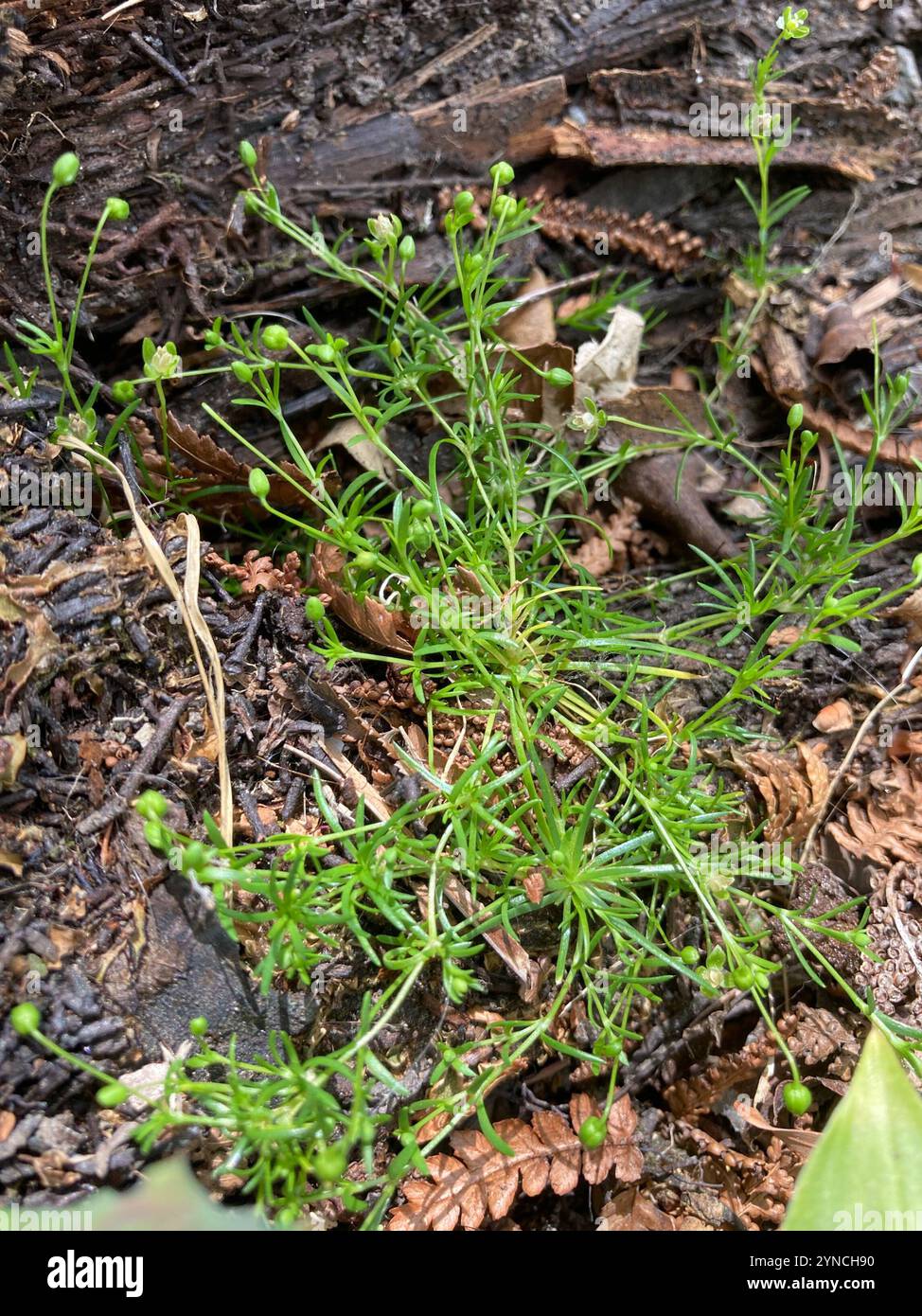 Procumbent Pearlwort (Sagina procumbens Stock Photo - Alamy