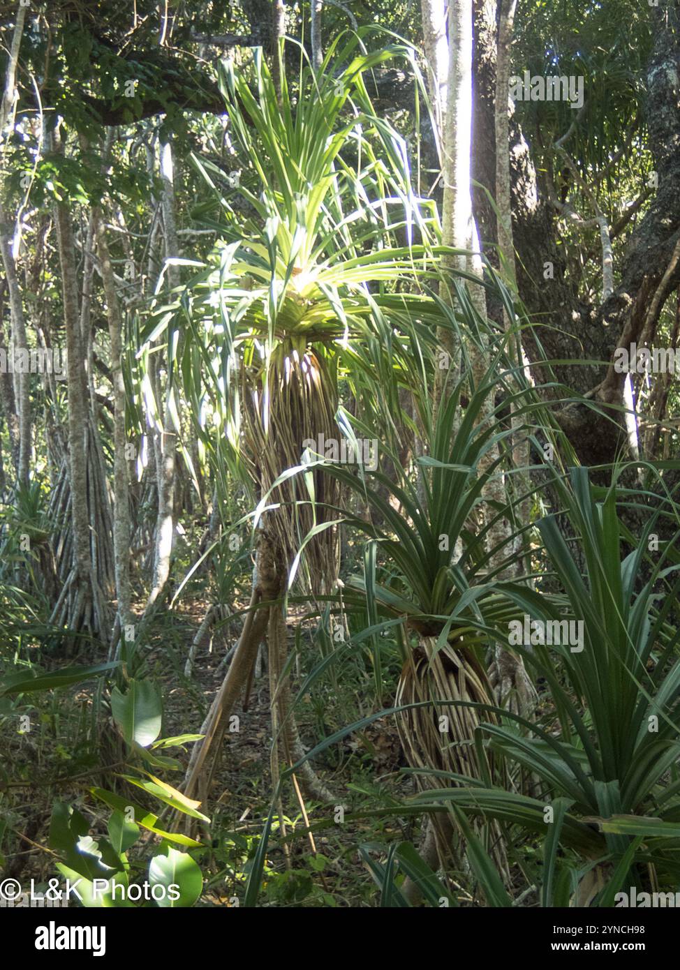Scrub breadfruit hi-res stock photography and images - Alamy