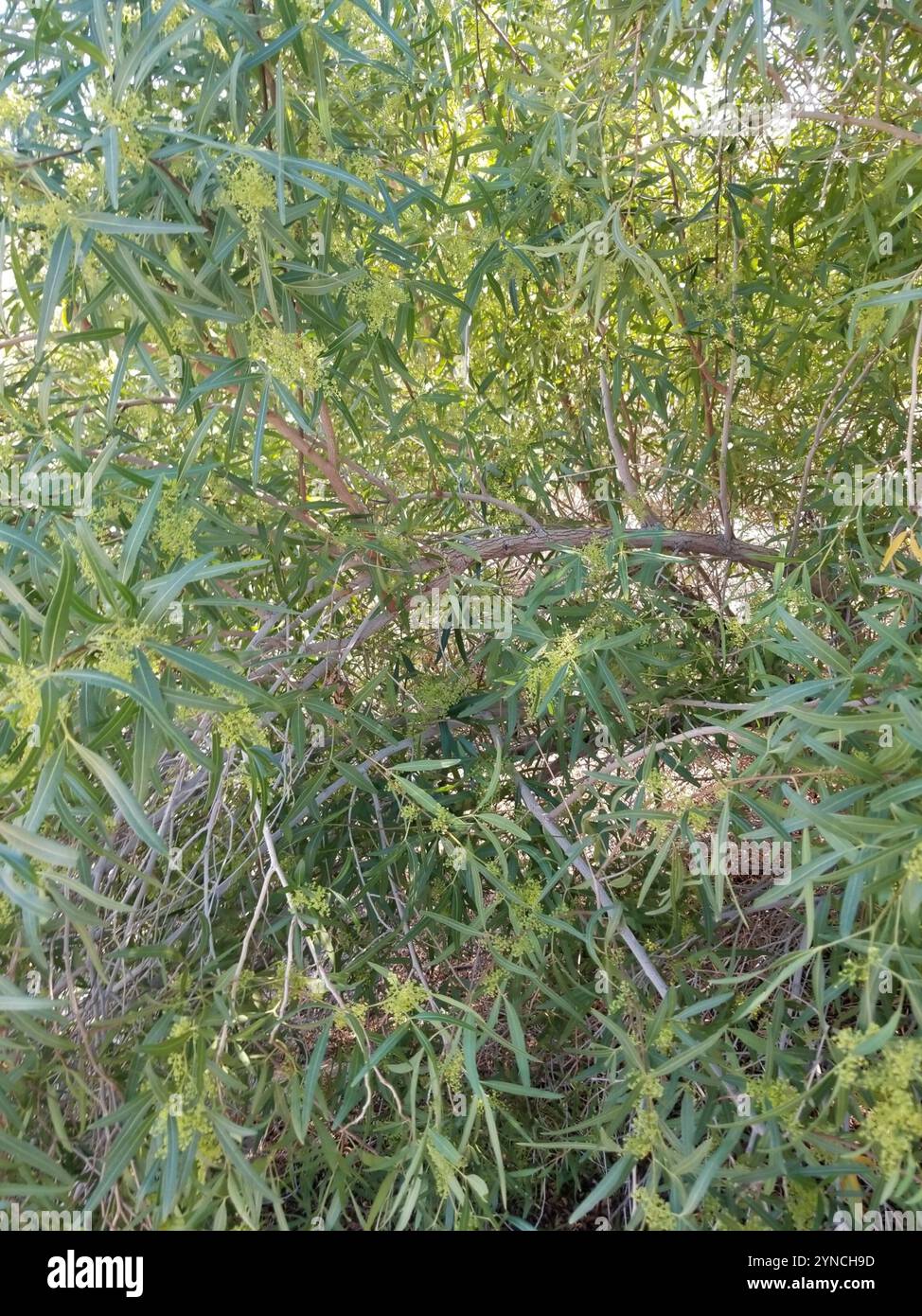 Searsia lancea hi-res stock photography and images - Alamy