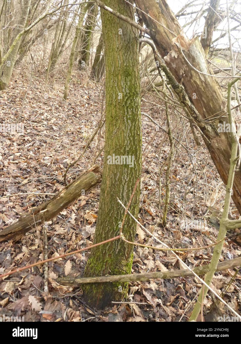 Turkey Oak (Quercus cerris Stock Photo - Alamy