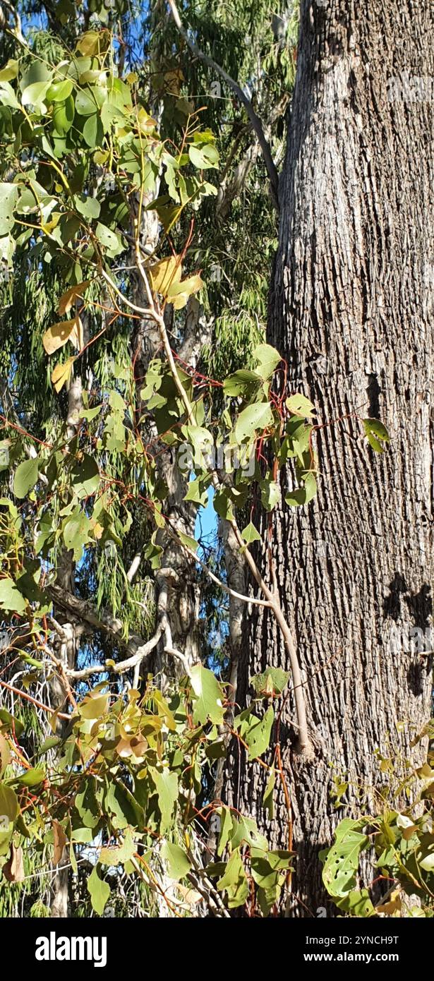 Poplar Box (Eucalyptus populnea Stock Photo - Alamy