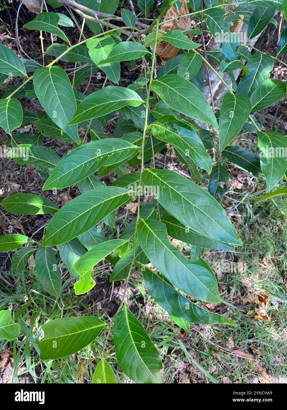 Umbrella cheese tree hi-res stock photography and images - Alamy