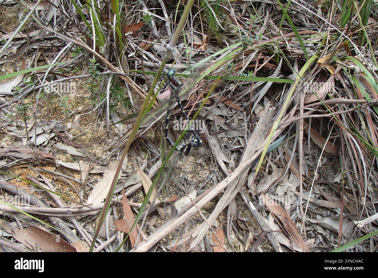 Mountain Tigertail (Eusynthemis tillyardi Stock Photo - Alamy