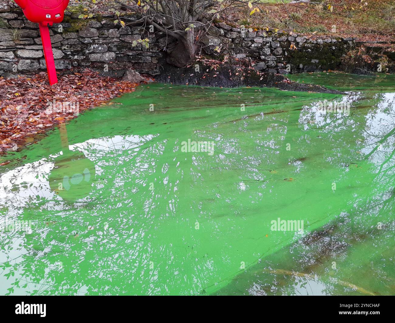 Blue Green Algae in Lake Windermere caused by masses of illegal sewage ...