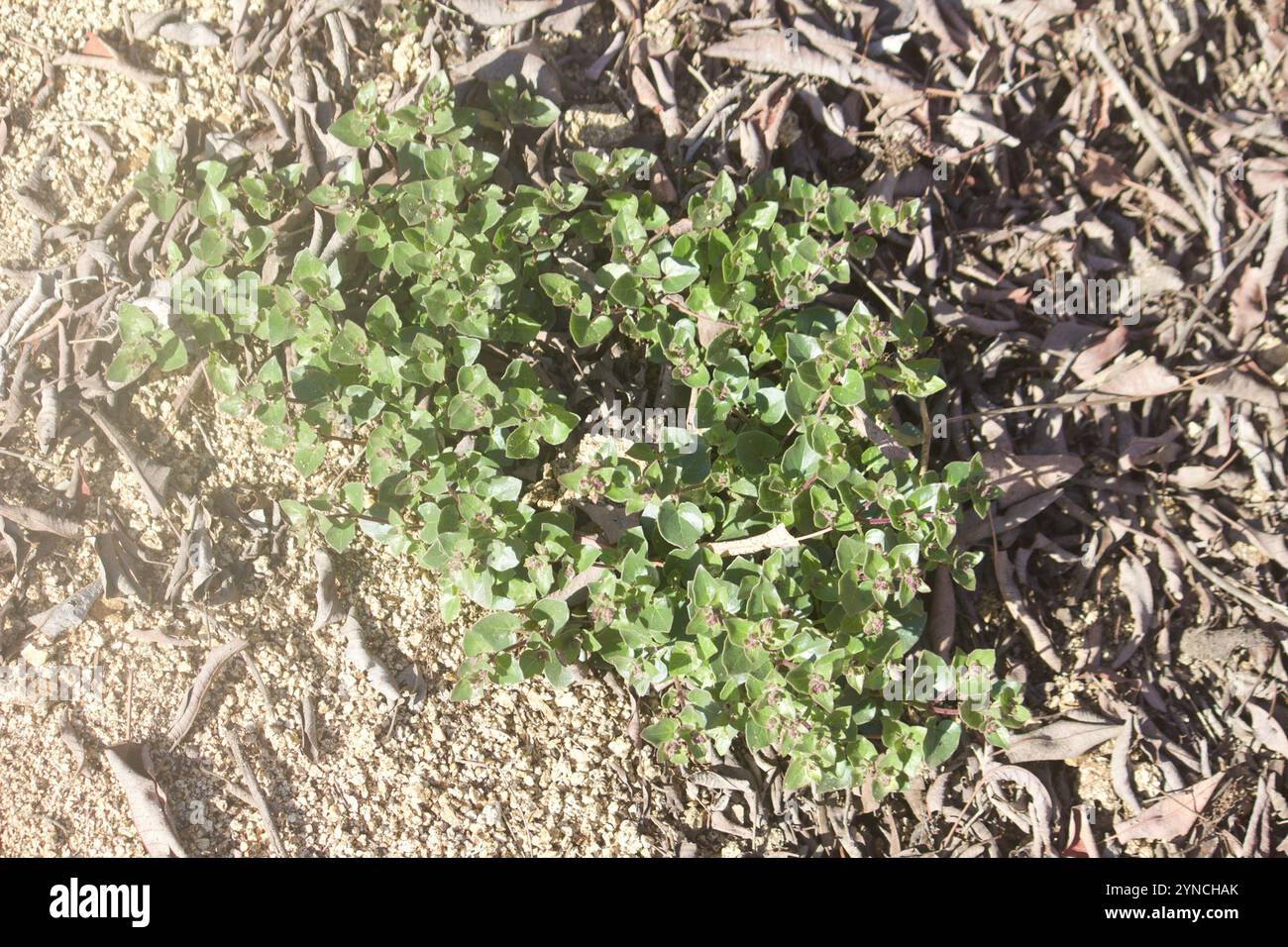 Wishbone Bush (Mirabilis laevis Stock Photo - Alamy