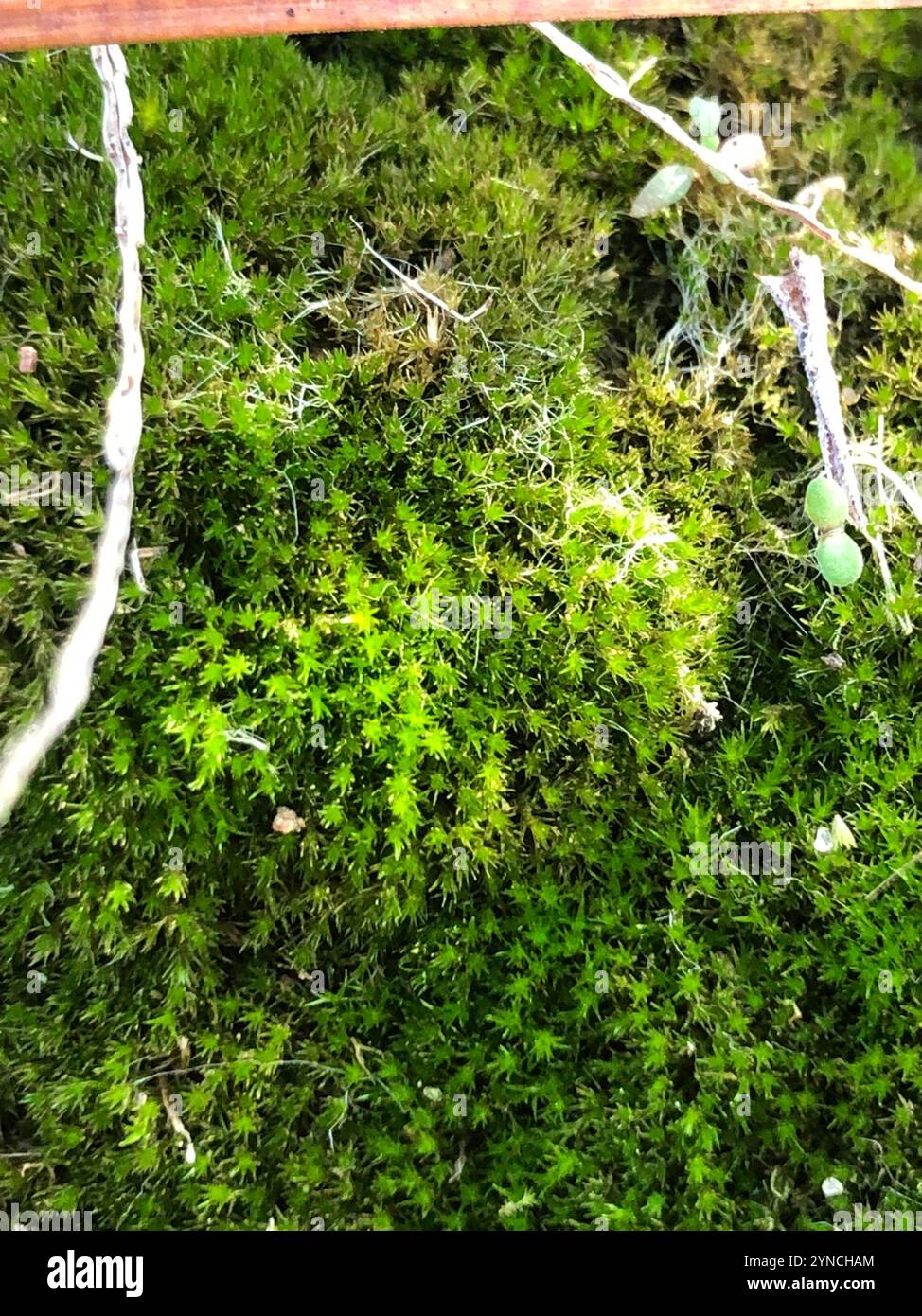 Archidium hi-res stock photography and images - Alamy