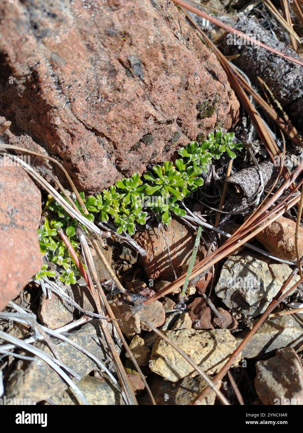 evergreen everlasting (Antennaria suffrutescens Stock Photo - Alamy