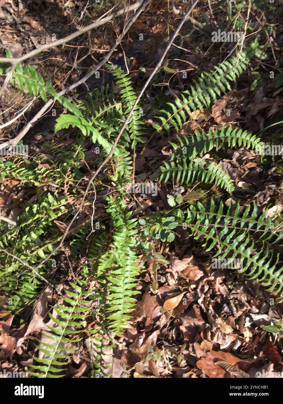 Christmas fern (Polystichum acrostichoides Stock Photo - Alamy