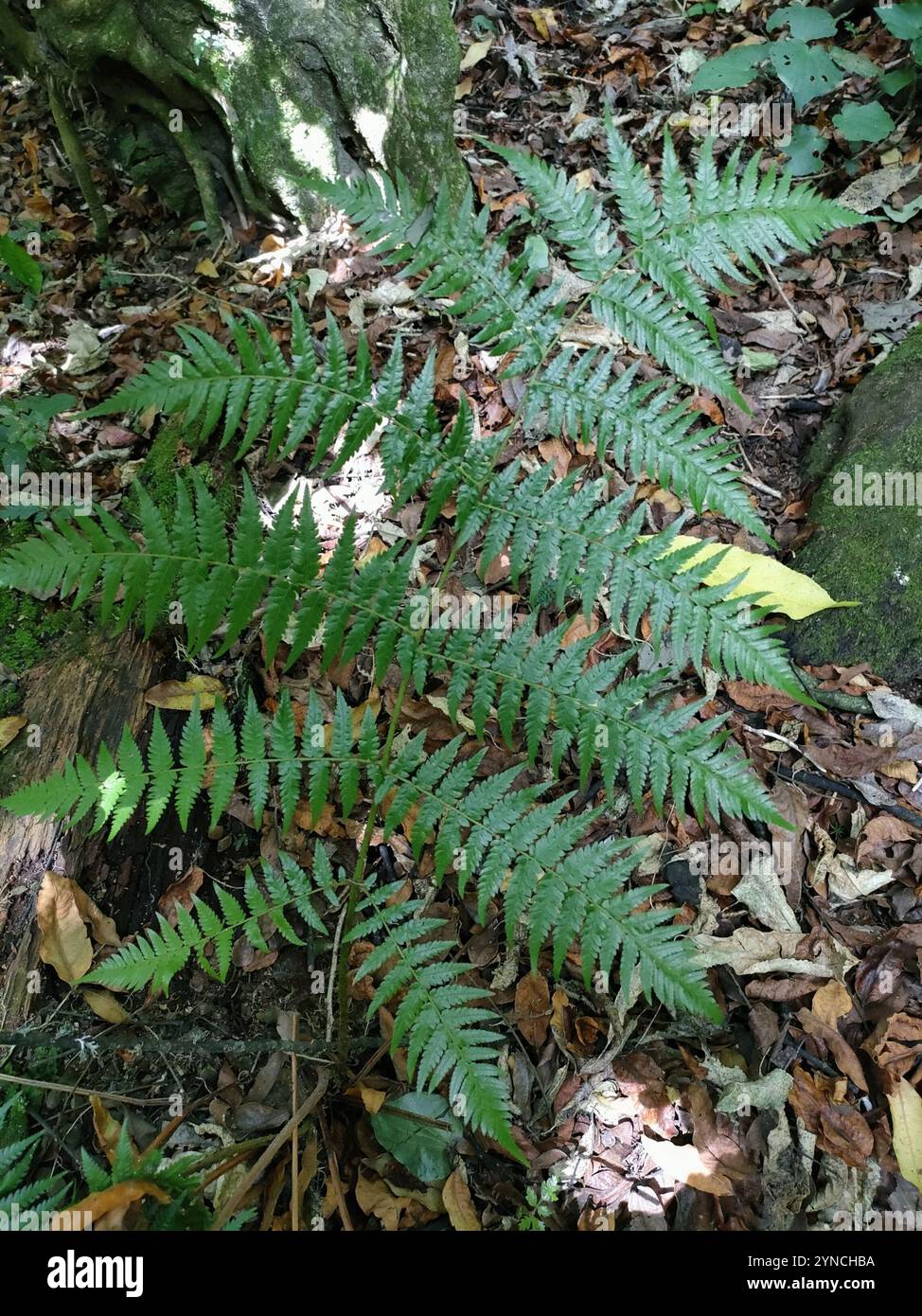 golden tree fern (Dicksonia fibrosa Stock Photo - Alamy